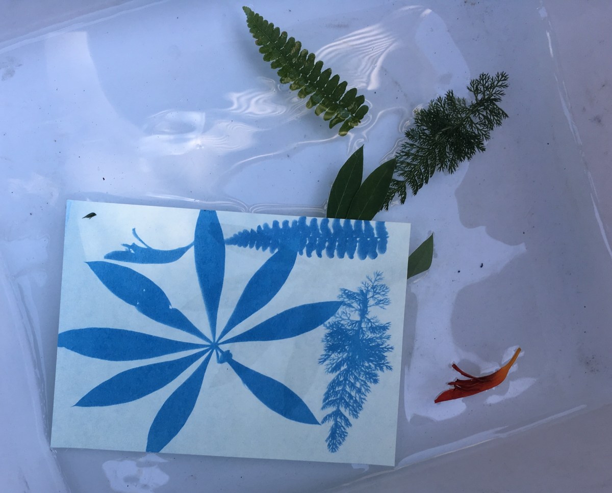 How to Make Sun Prints | Right from the Start